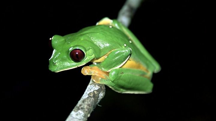 Episode 8 - BBC Earth - Planet Earth - Jungles