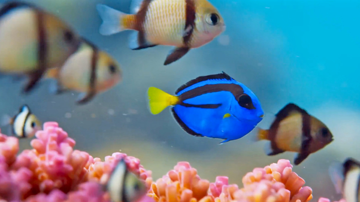 Watch Blue Planet II Episode No. 3 TV Series Online - Coral Reefs - SonyLIV
