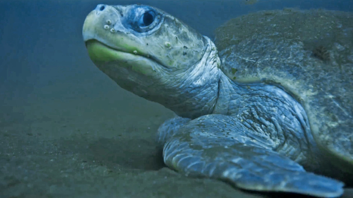 Watch Blue Planet II Episode No. 6 TV Series Online - Coasts - SonyLIV