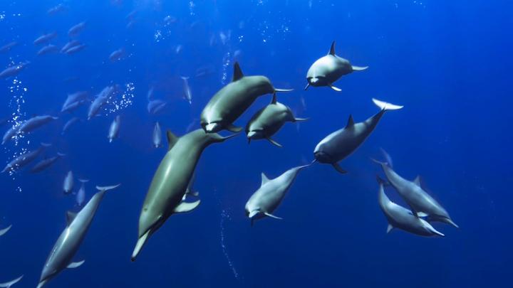 Blue Planet - The Making - Part 4