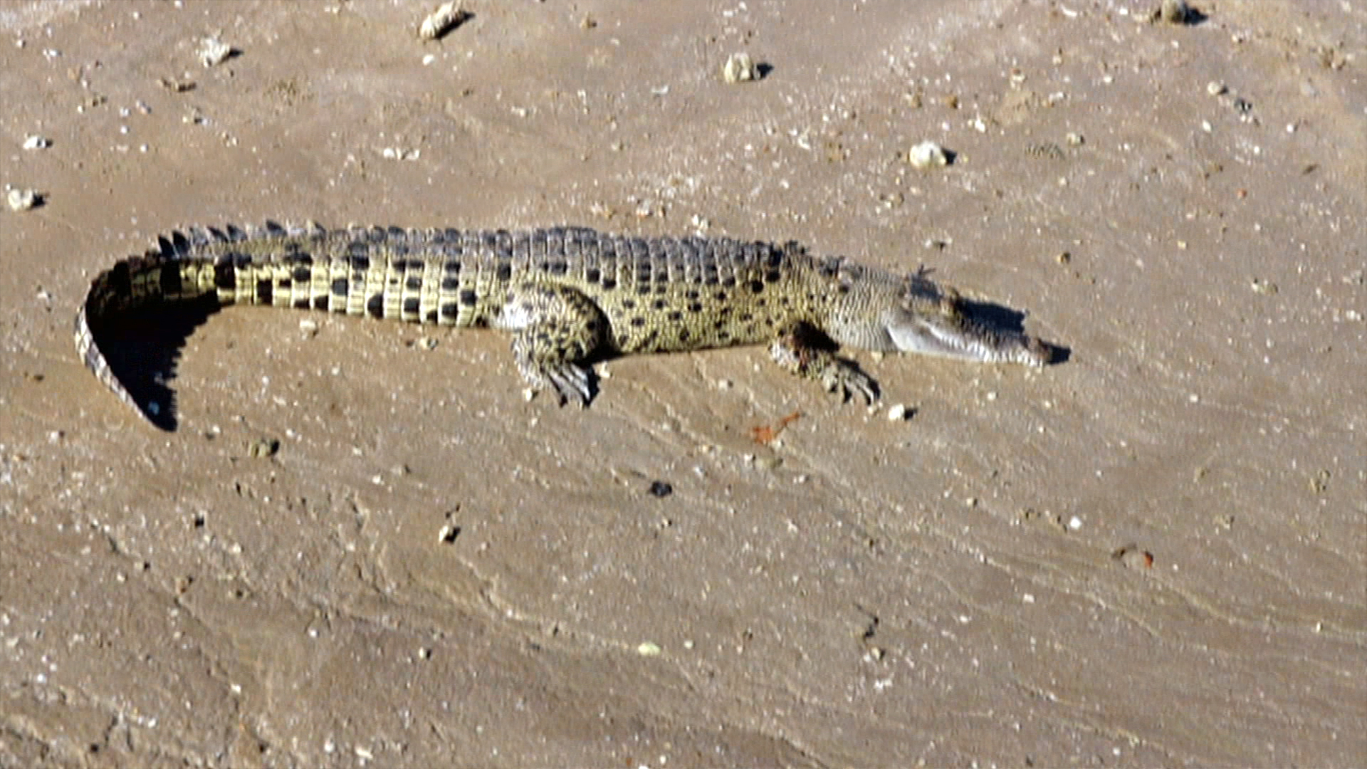 Watch Deadly 360 Episode No 05 Online - Crocodiles - SonyLIV