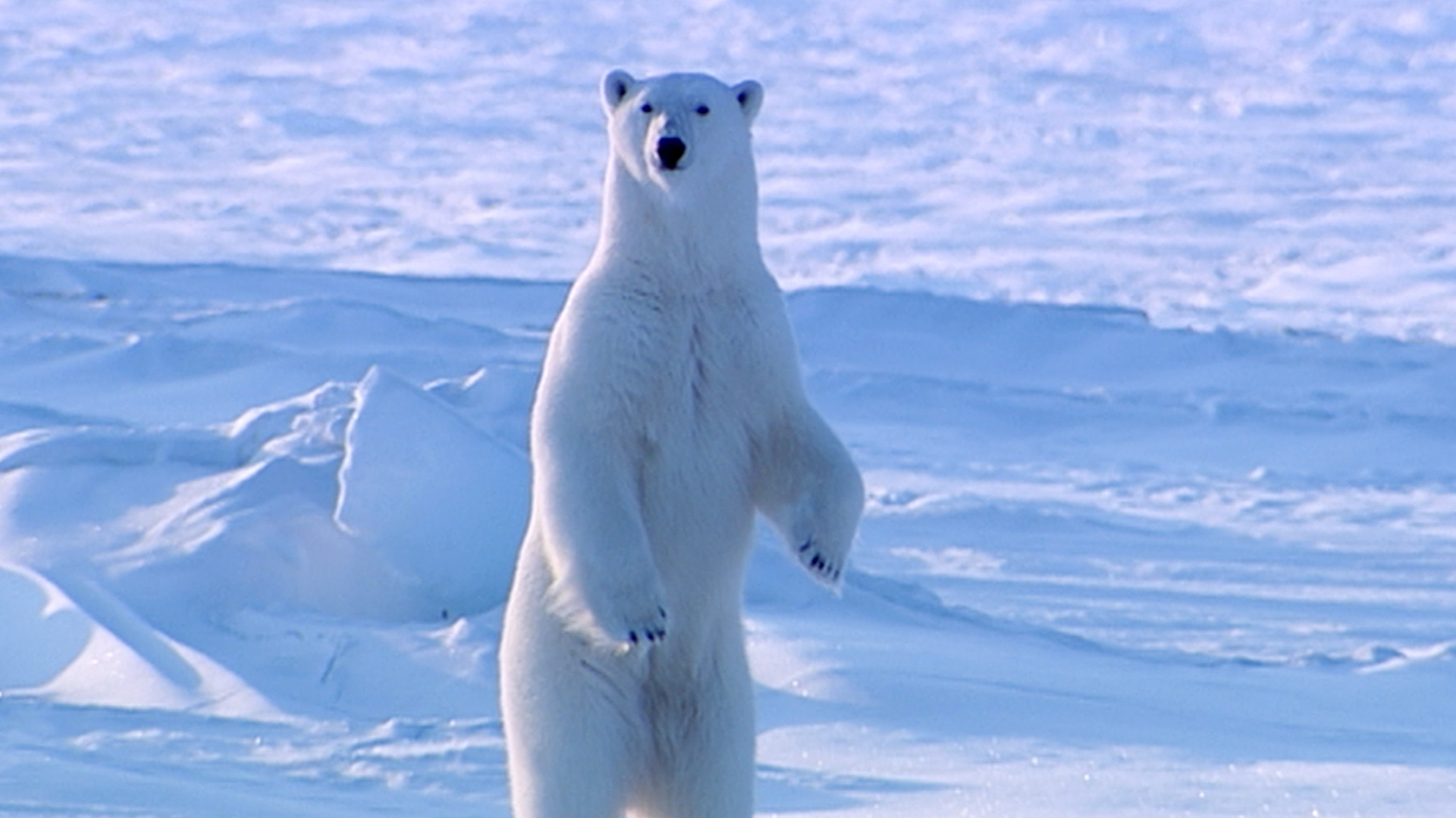 Watch Deadly 360 Episode No 06 Online - Bears - SonyLIV