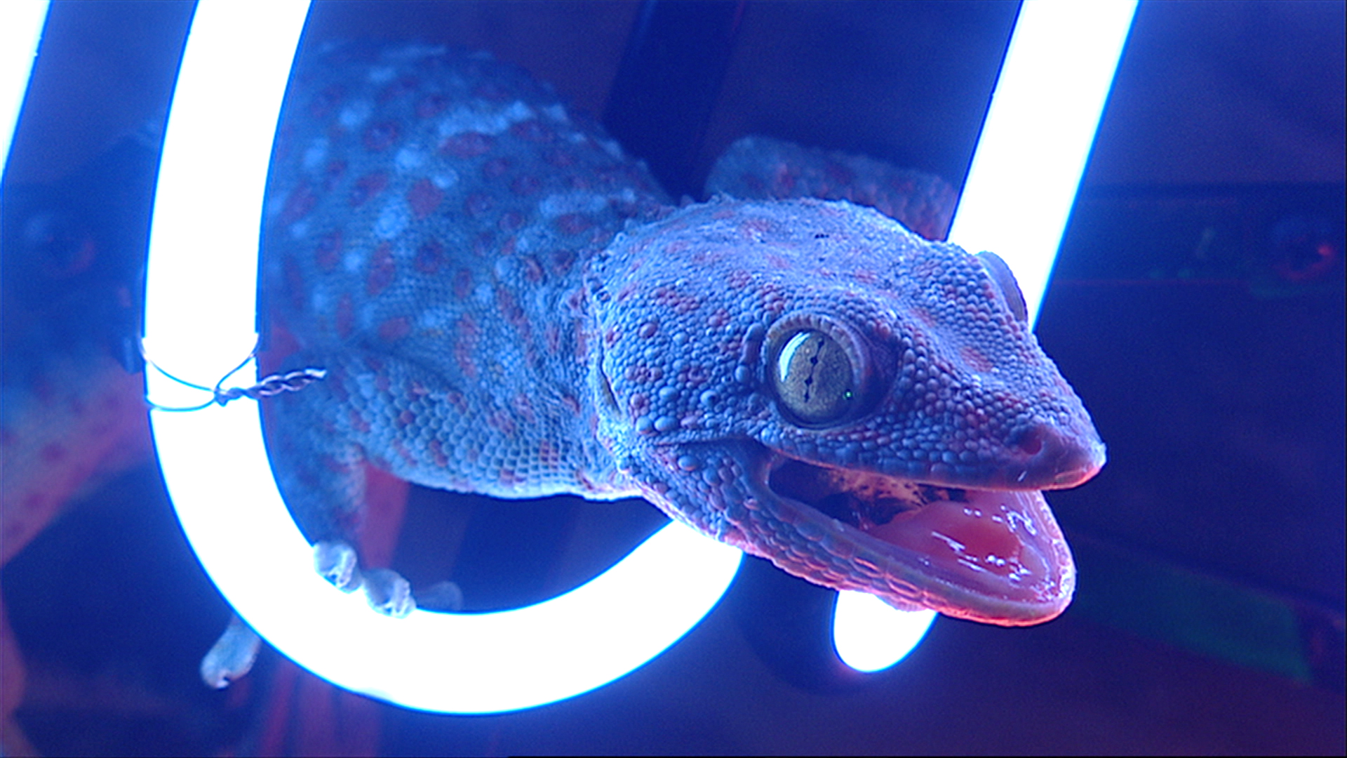 Watch Deadly 360 Episode No 11 Online - Lizards - SonyLIV