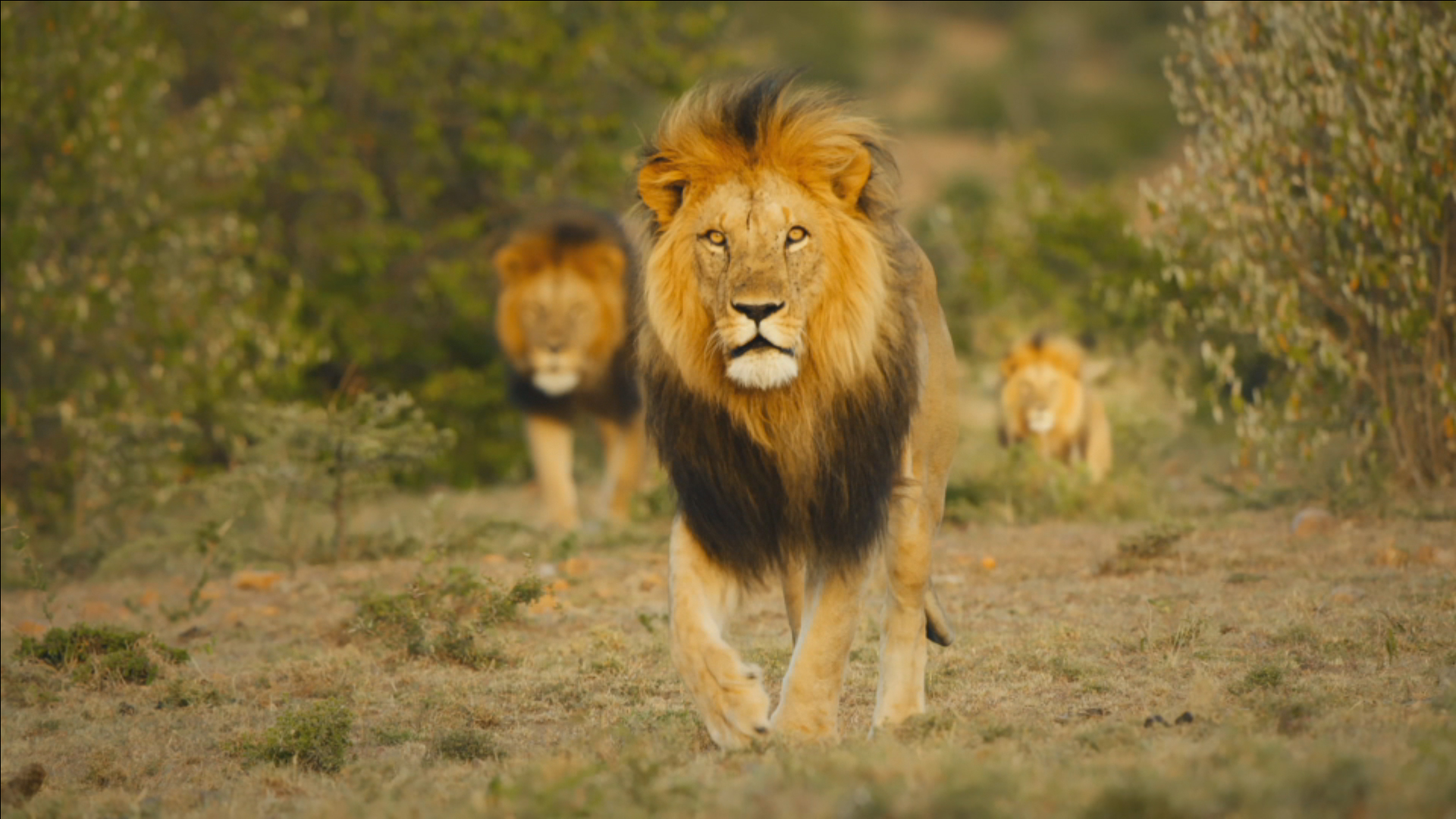 Watch Serengeti Episode no. 4 TV Series Online - Leadership - SonyLIV