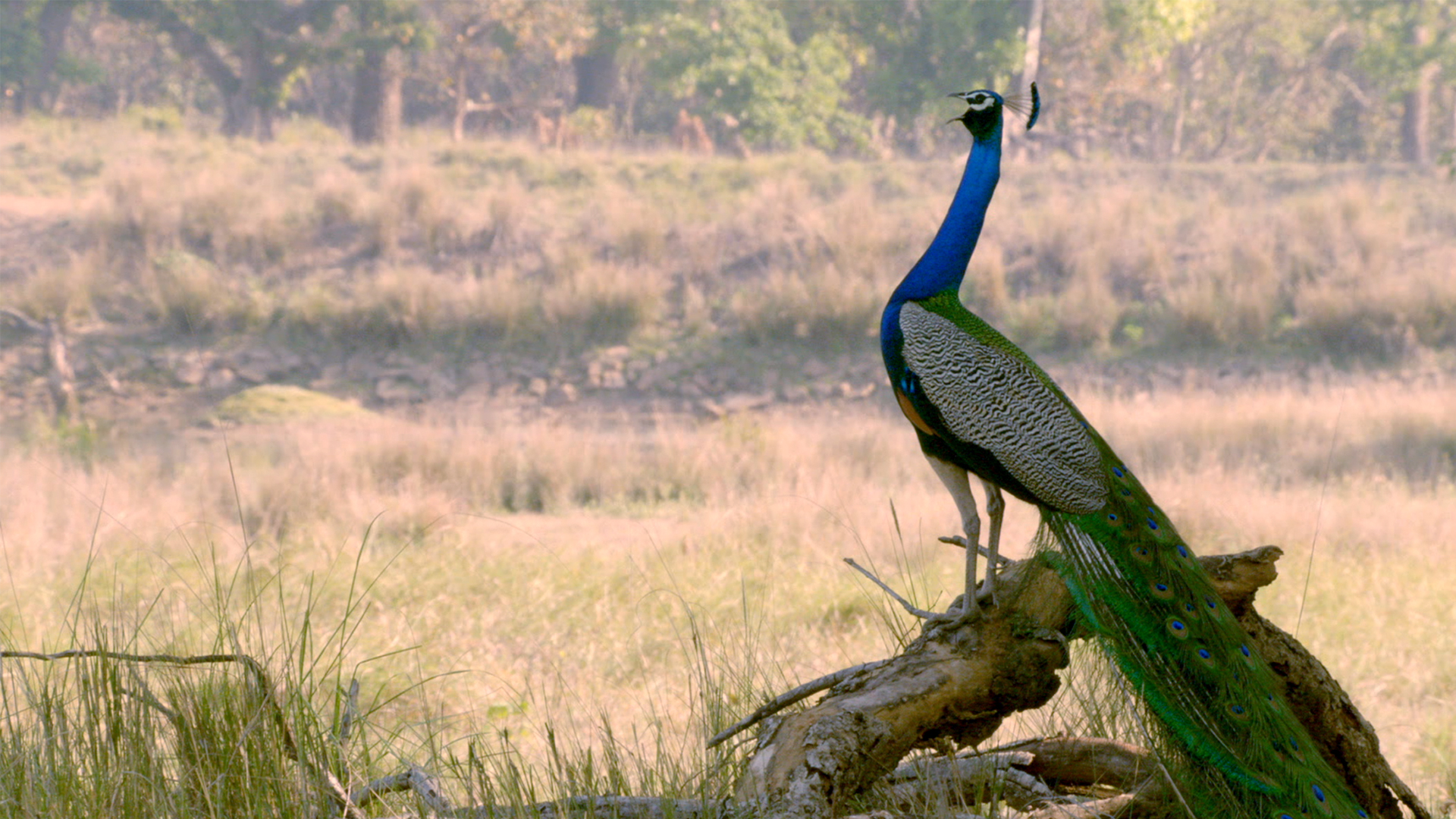 Watch Land Of The Monsoon Episode no 1 Online - Waiting For The Rains ...