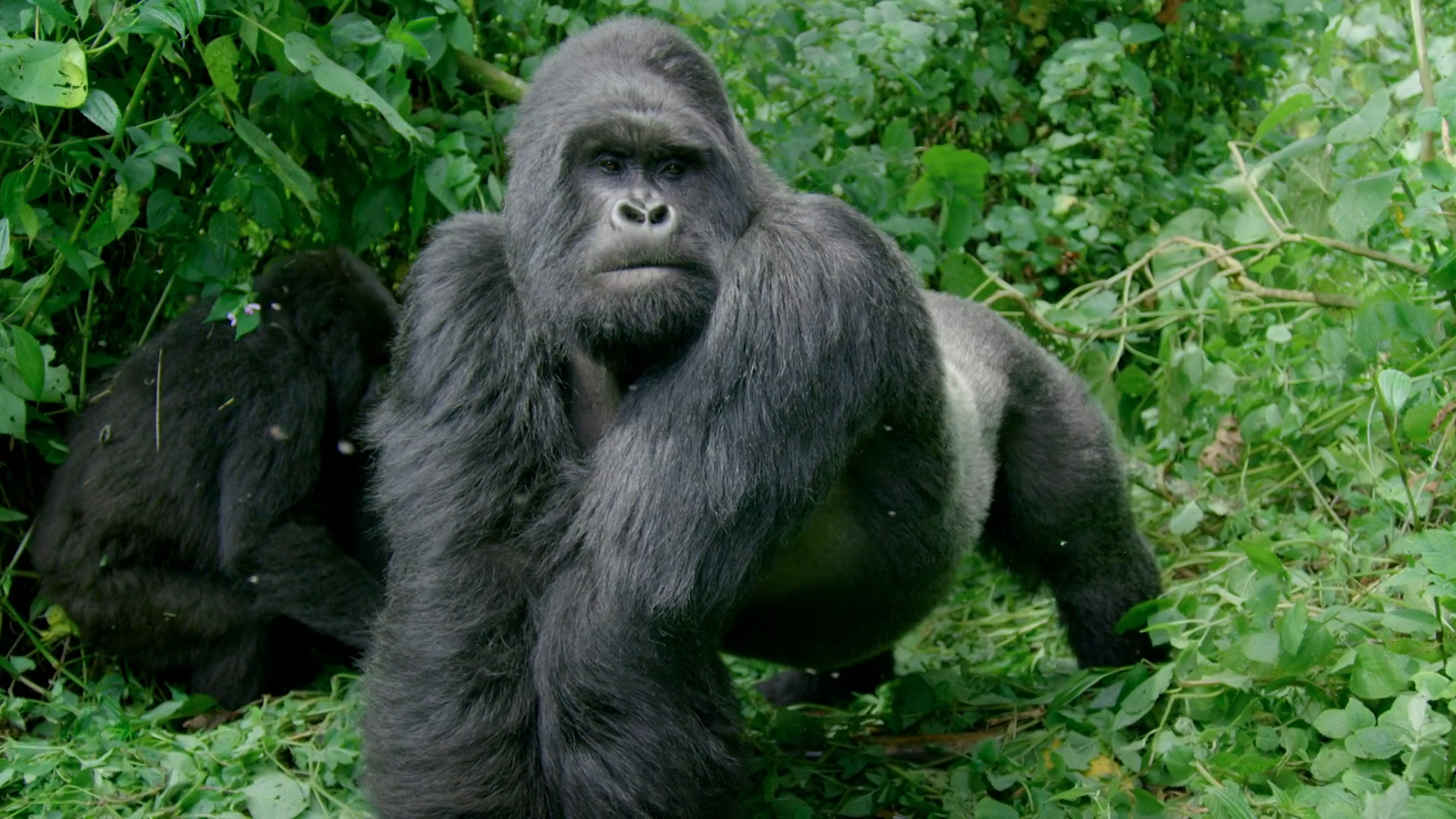 Watch Primates Episode No. 1 TV Series Online - Secrets Of Survival ...