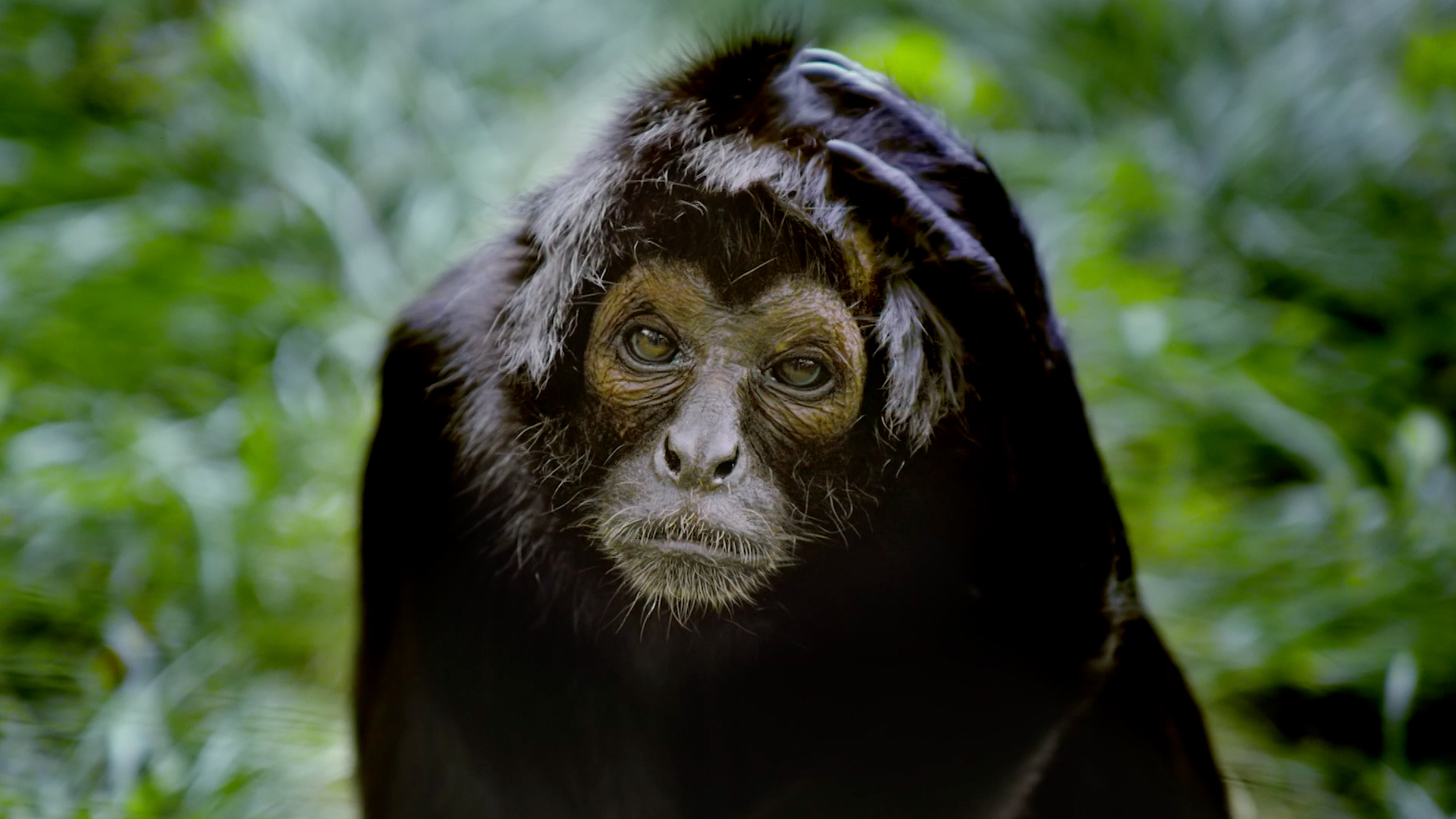 Watch Primates Season 1 Episode 3 Online - Protecting Primates - SonyLIV