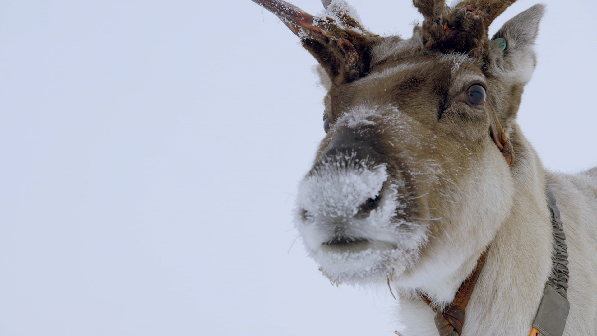 Watch Reindeer Family and Me Episode No.1 Online - The Sami And Arctic ...