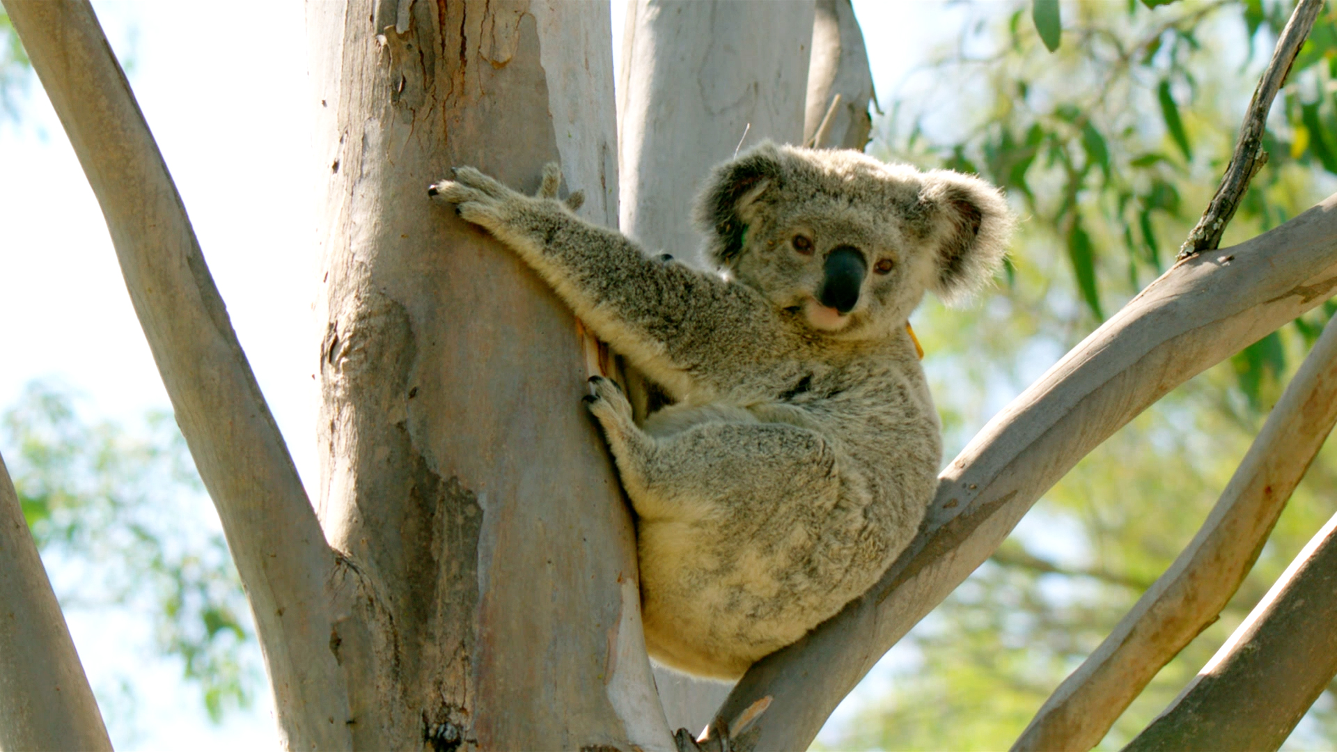 Watch Animals With Cameras Episode no. 1 TV Series Online - Oceans ...