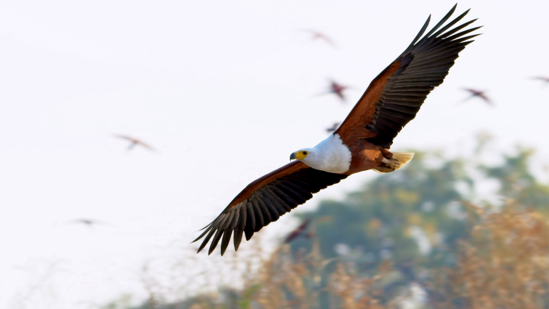 Watch A Perfect Planet Episode No. 3 TV Series Online - Weather - SonyLIV