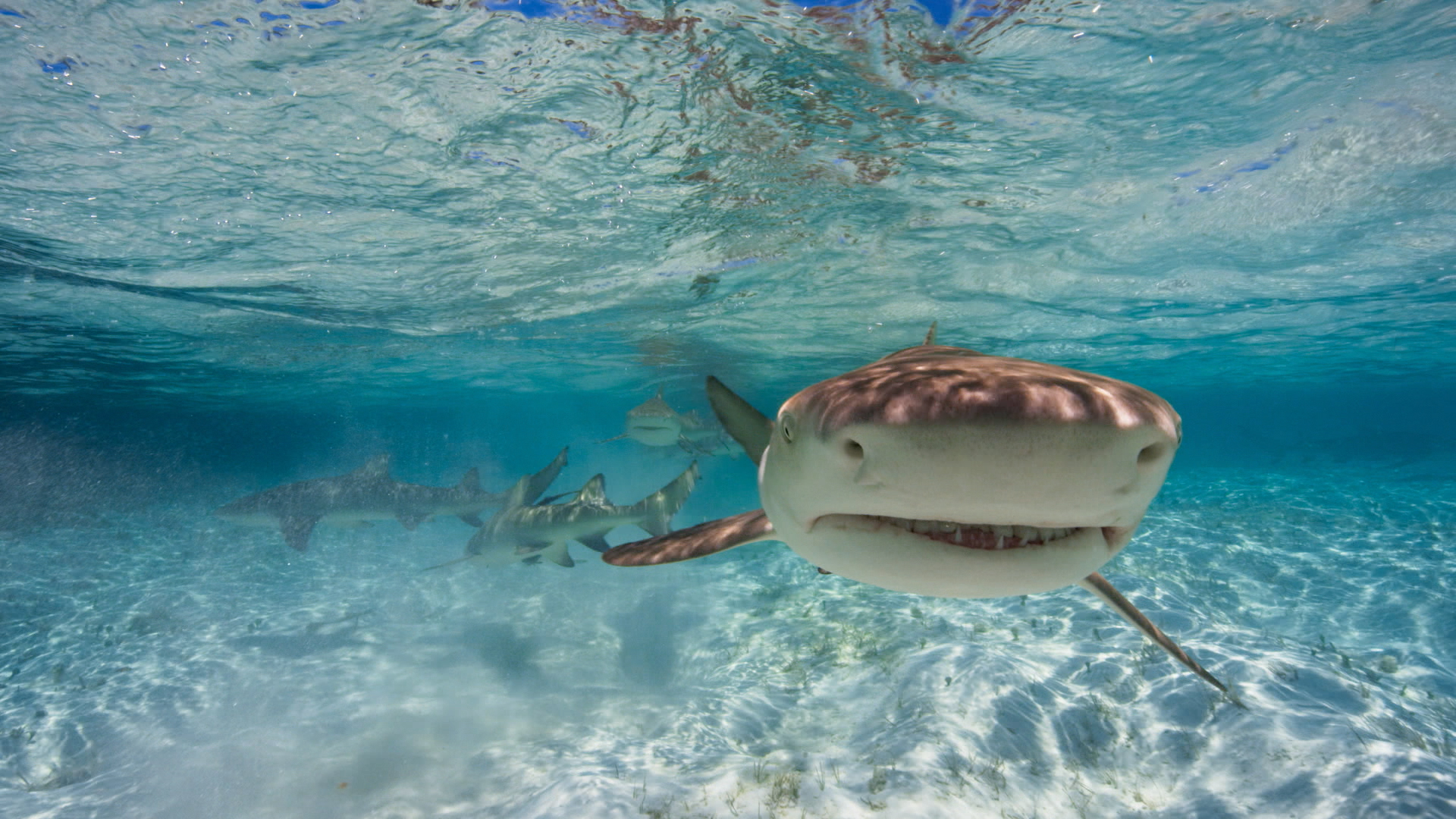 Watch A Perfect Planet Episode No. 4 TV Series Online - Oceans - SonyLIV