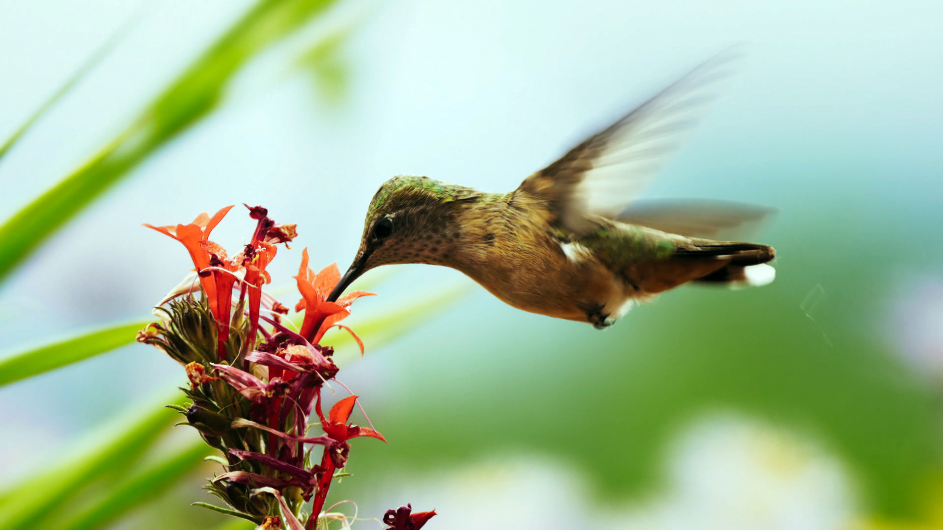 Watch The Green Planet Episode no. 3 TV Series Online - Seasonal Worlds ...