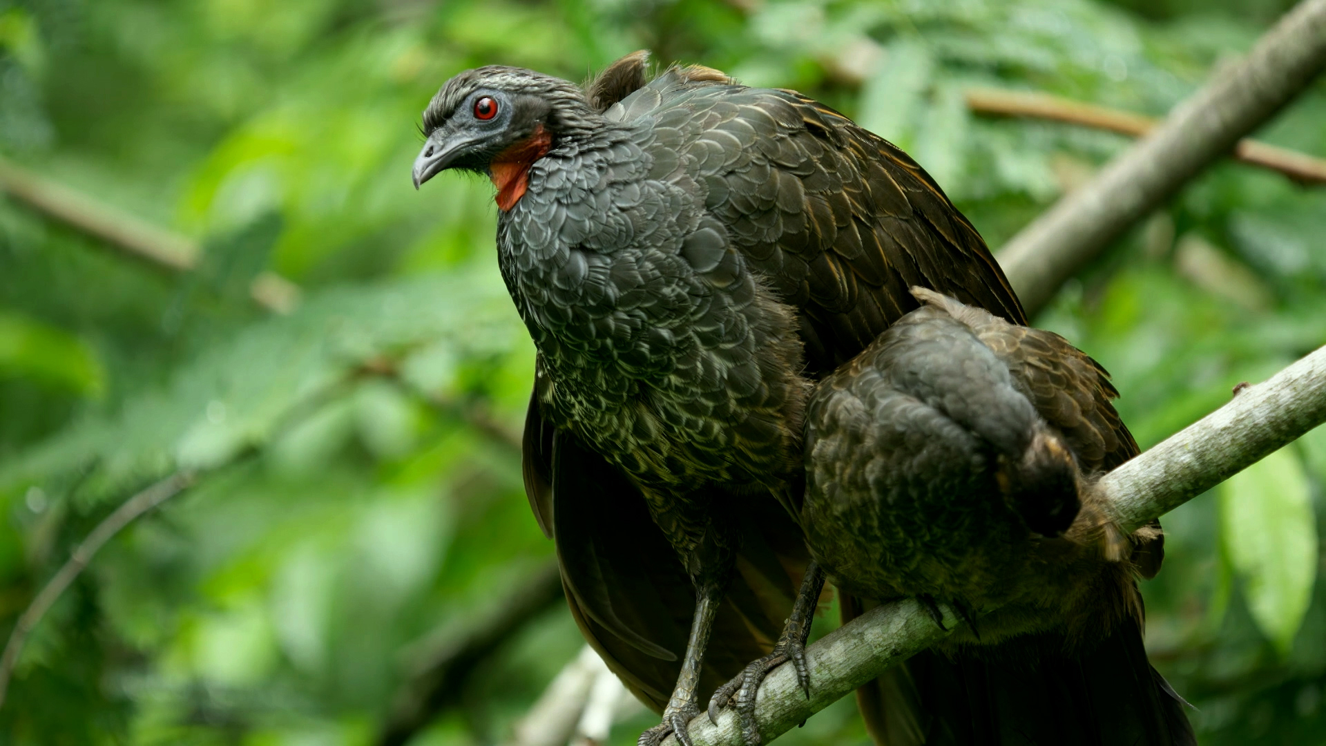 Watch The Green Planet Episode no. 4 TV Series Online - Desert Worlds ...