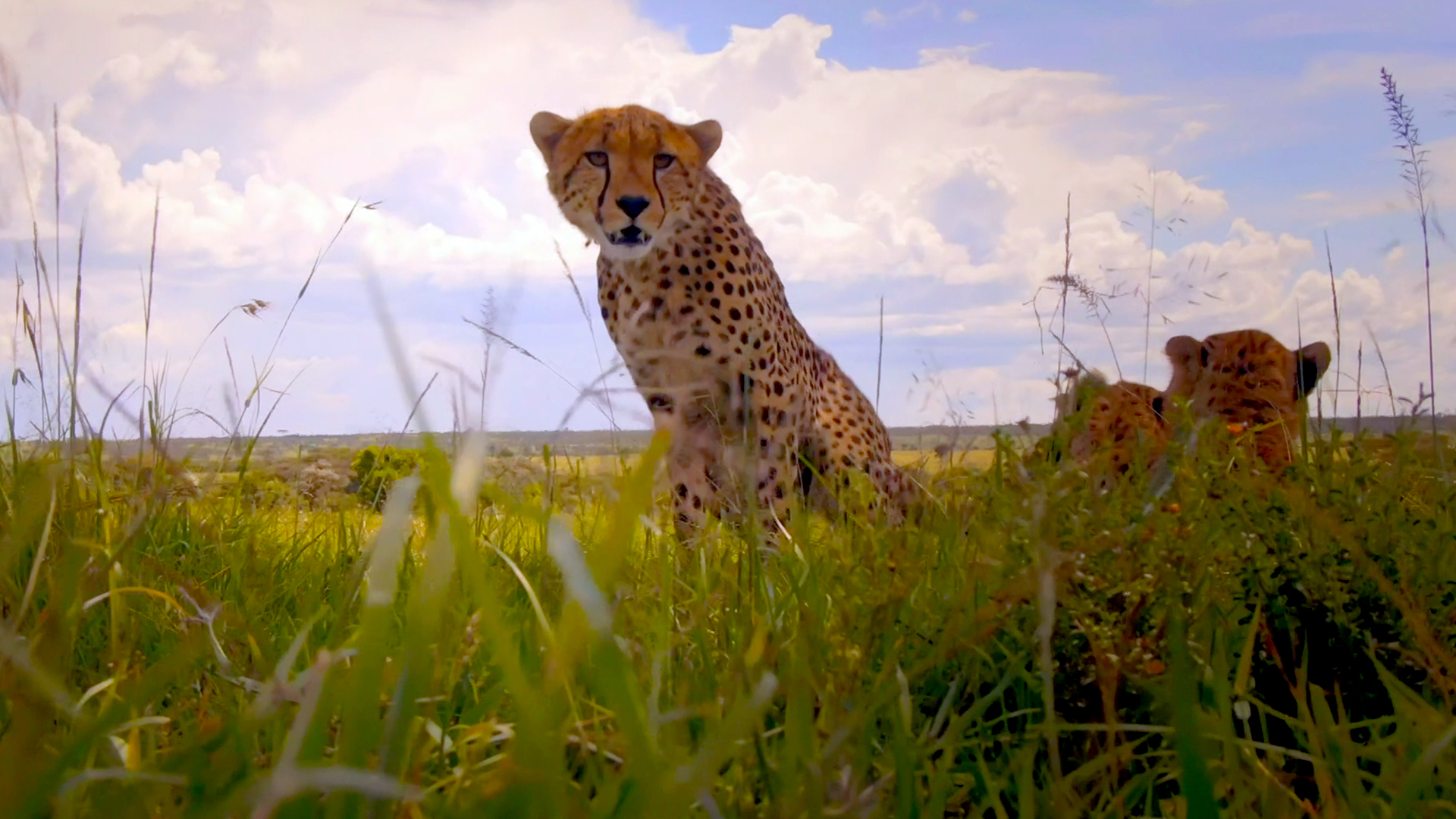 Watch Serengeti Episode No. 5 TV Series Online - Power - SonyLIV