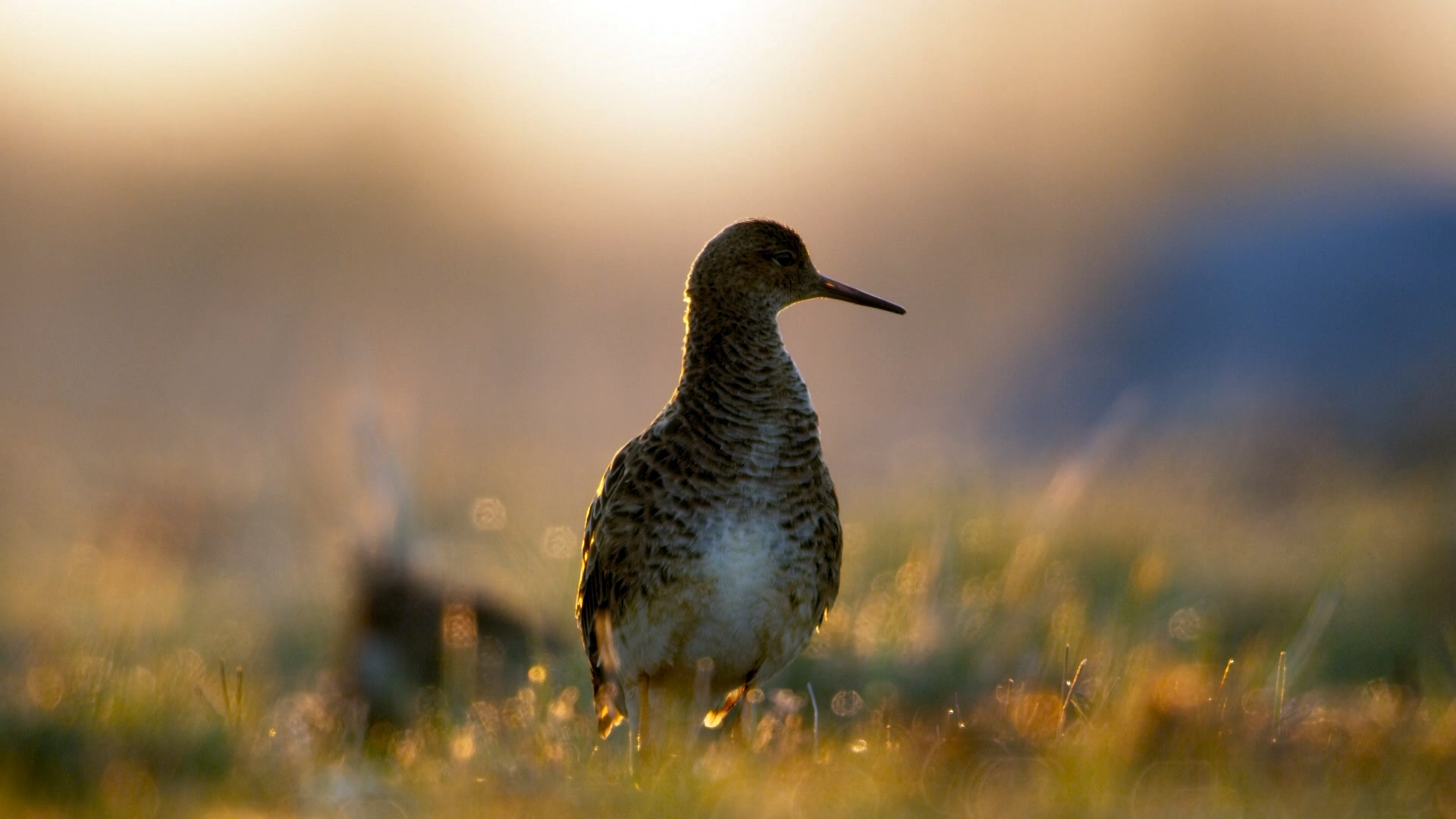 Watch The Mating Game Episode 1 Online - Grasslands: In Plain Sight ...