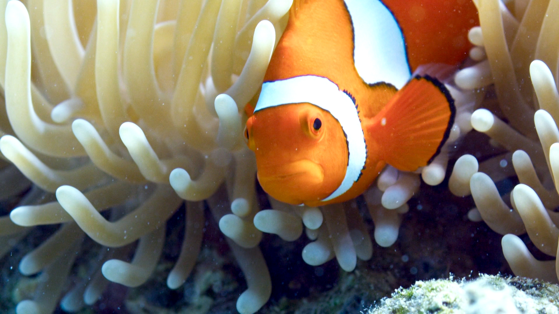 Watch The Mating Game Episode no. 2 TV Series Online - Oceans: Out of ...