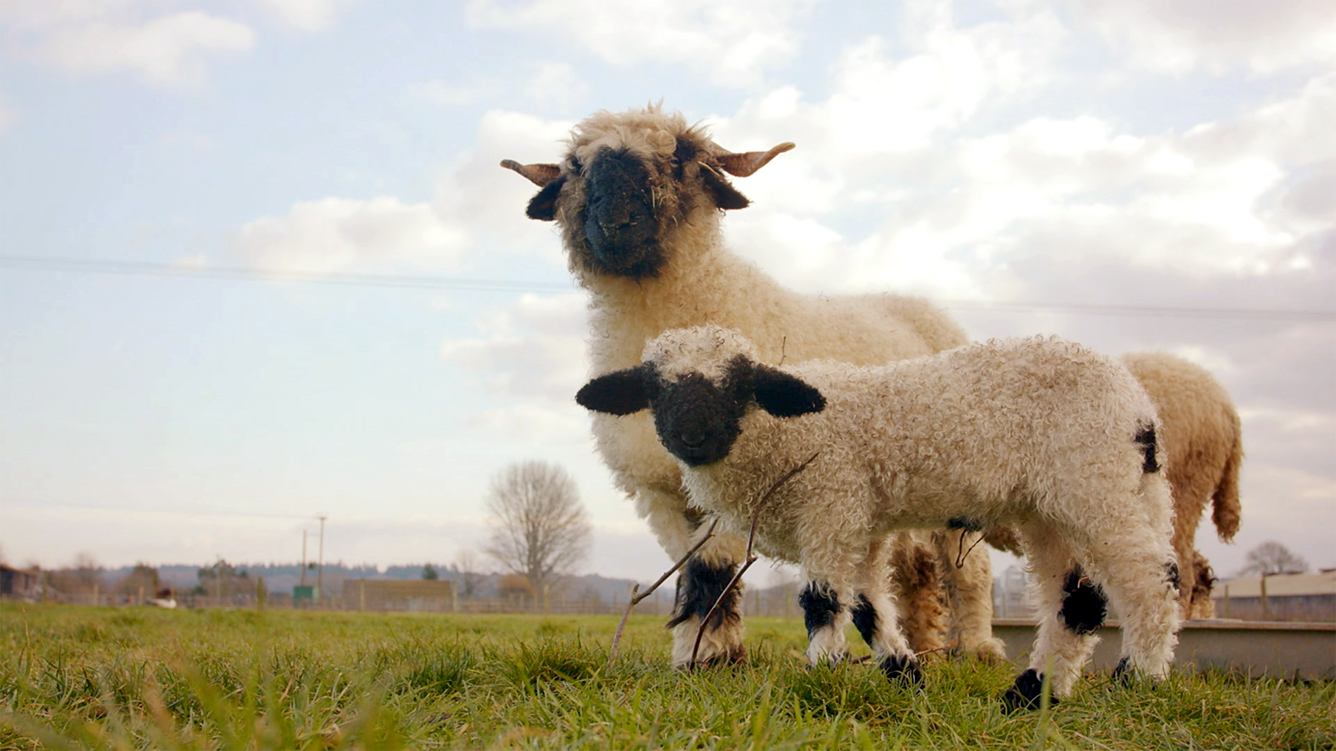 Watch The Wonderful World of Baby Animals Episode no 3 Online - The ...