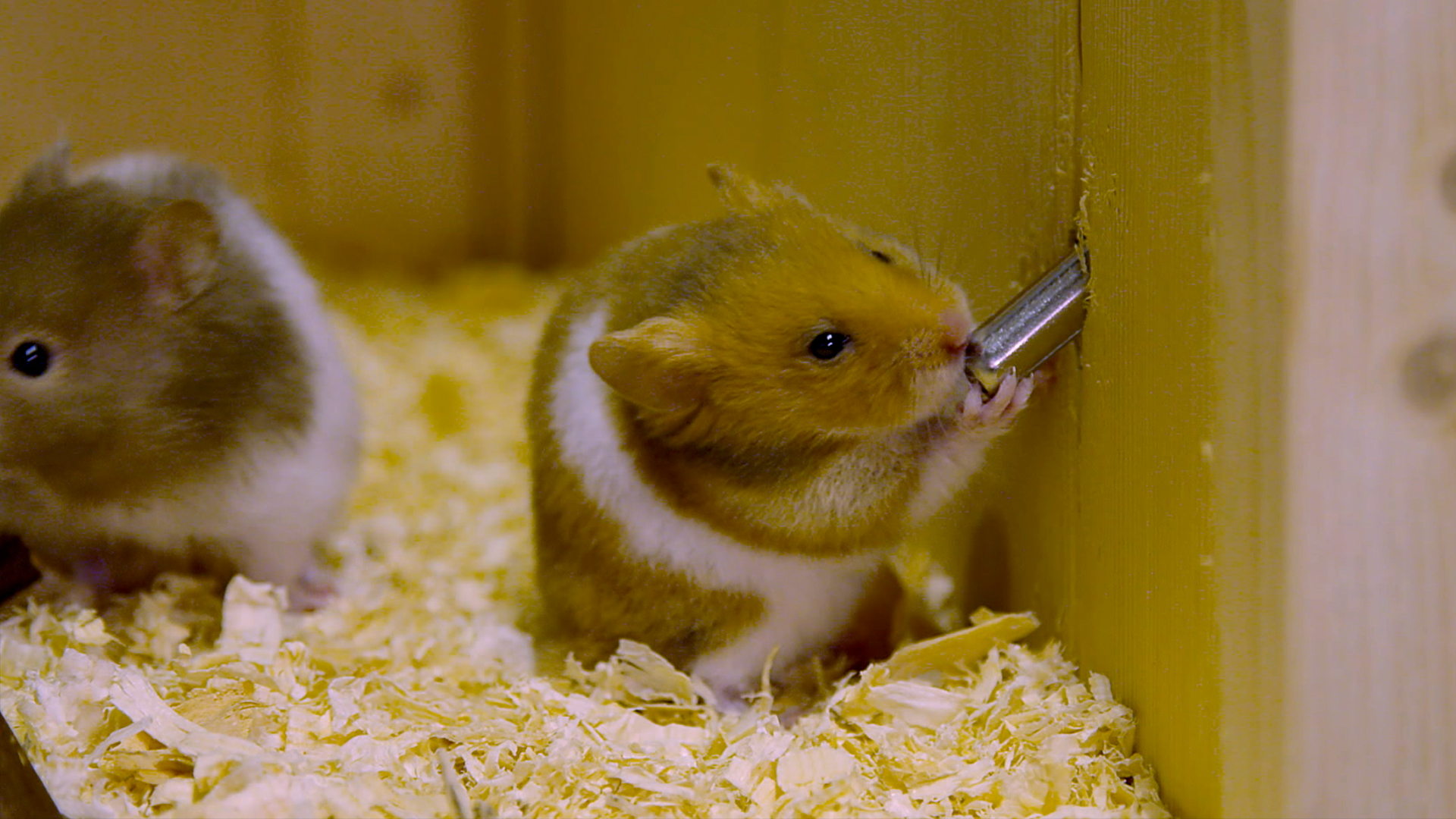Watch The Wonderful World of Baby Animals Episode no 6 Online - The ...
